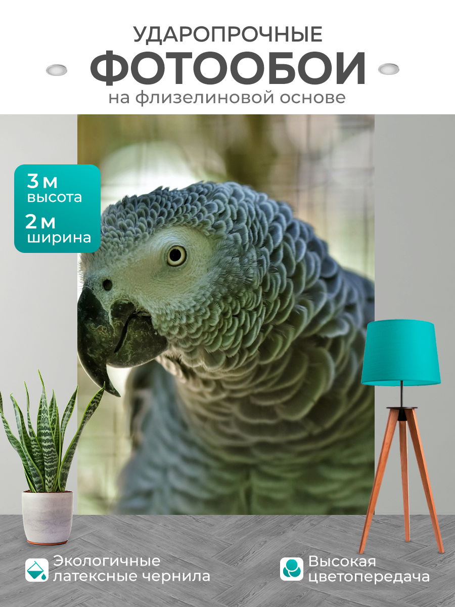 Фотообои моющиеся ударопрочные "Африканский серый попугай, попугай, птица" 200x300 см. флизелиновые на стену