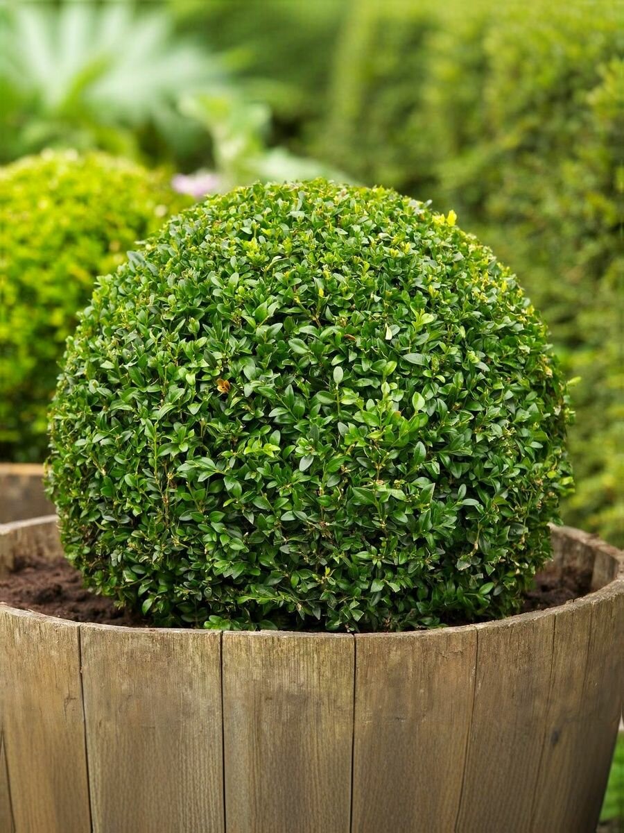 Самшит мелколистный Статусный, Семена, 30 шт, семена декоративных растений