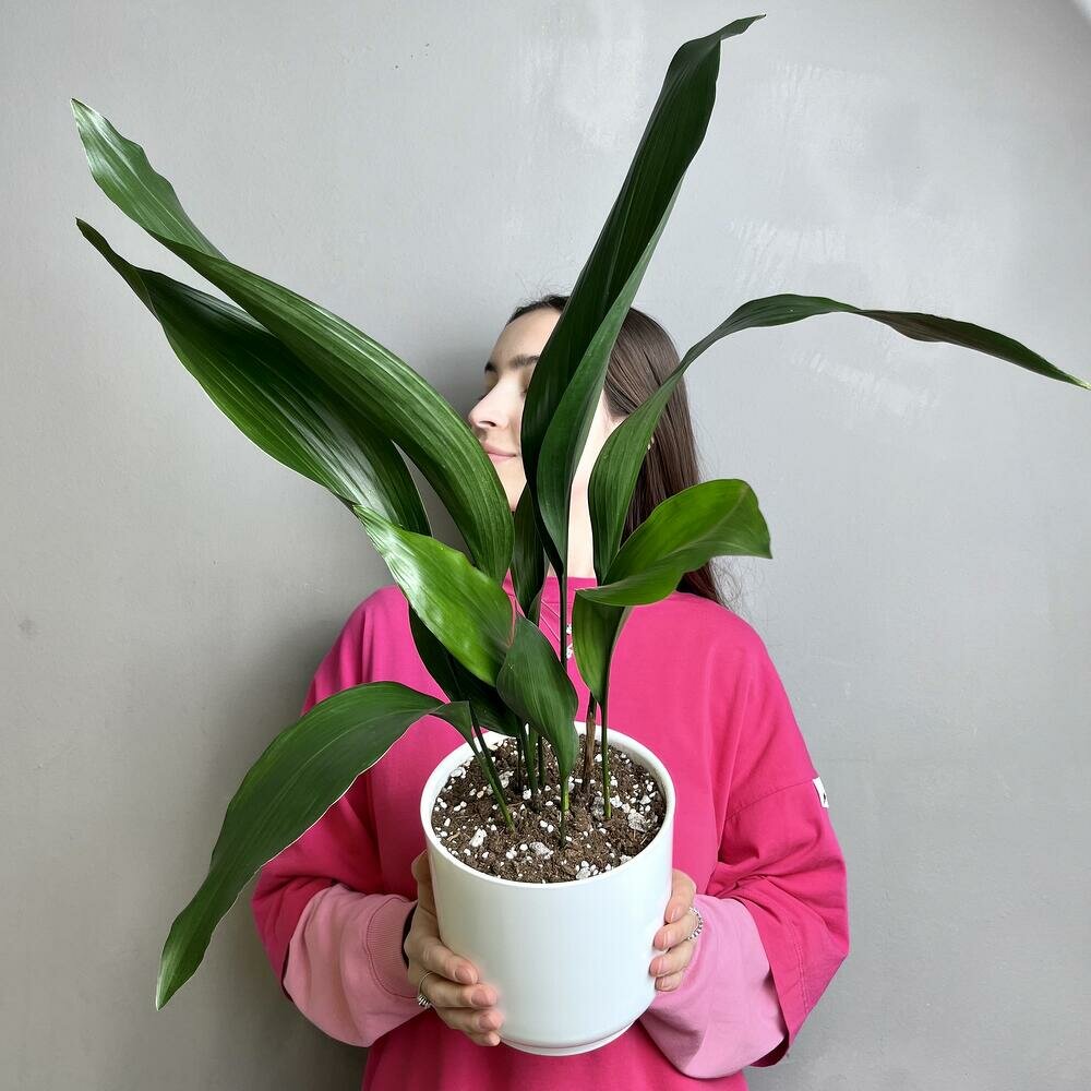 Комнатное растение живое, Аспидистра Элатиор в пластиковом горшке со вставкой, 70 см