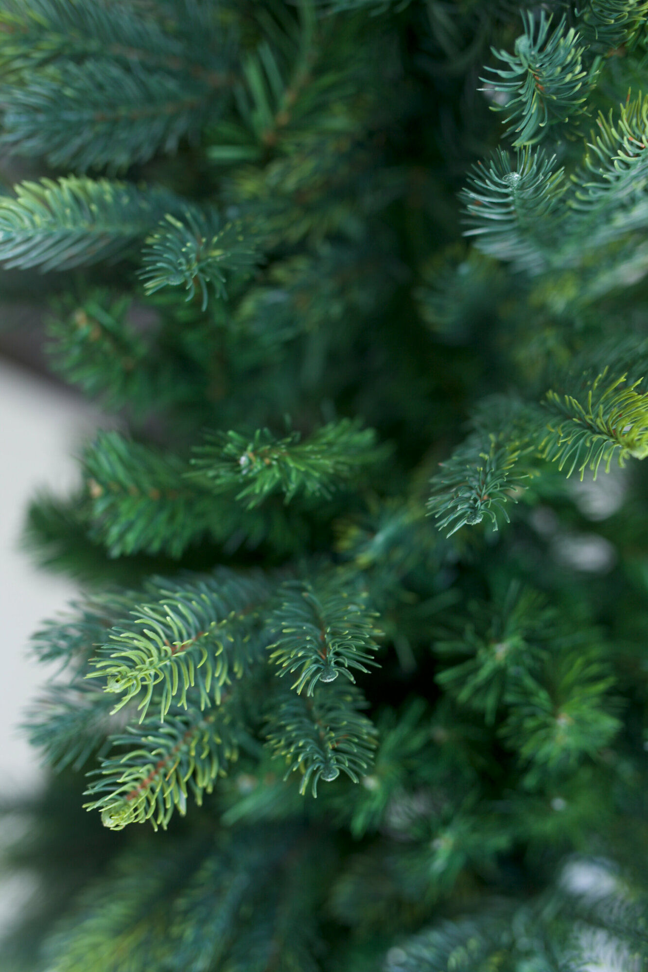 Елка ANDORRA 245 см