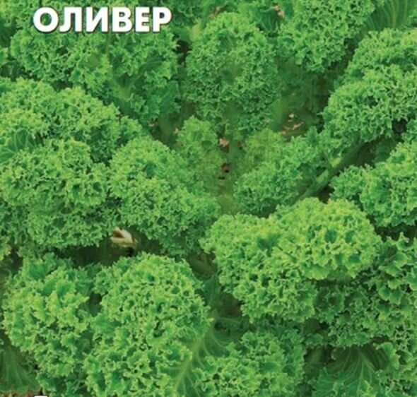 Коллекционные семена капусты листовая Оливер