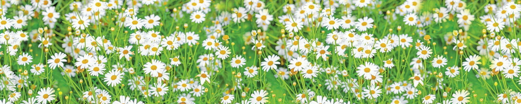 Кухонный фартук/стеновая панель МДФ для кухни 2800*600*6мм "Цветочное поле"