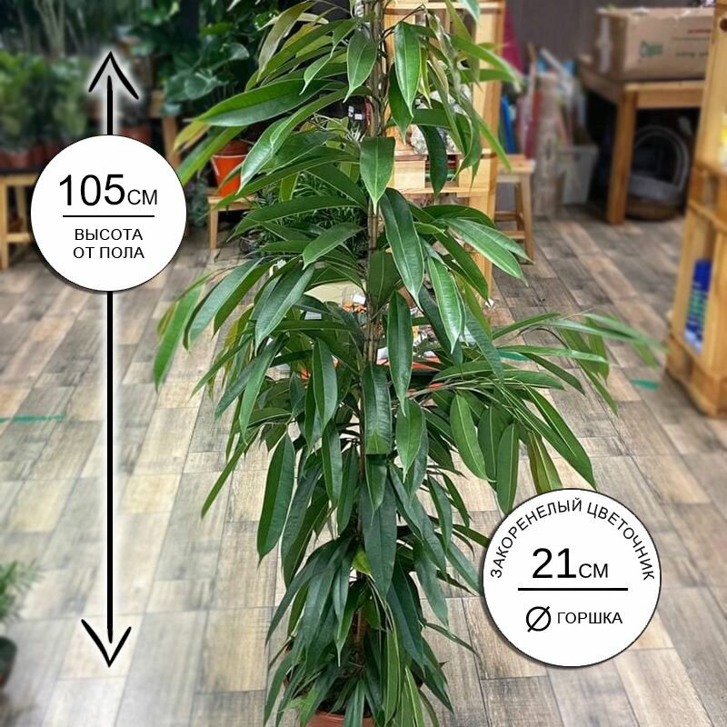 Фикус Беннедикта Амстел Кинг 21*105, живое комнатное растение в горшке, Закоренелый Цветочник