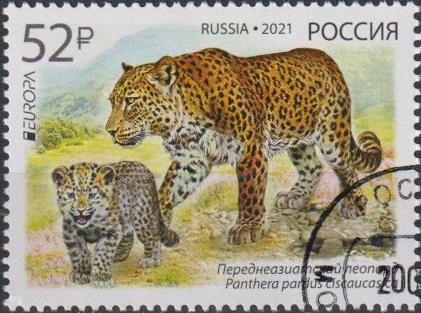 Почтовые марки Россия 2021г. "Исчезающие виды животных - переднеазиатский леопард" Кошки, Леопарды U