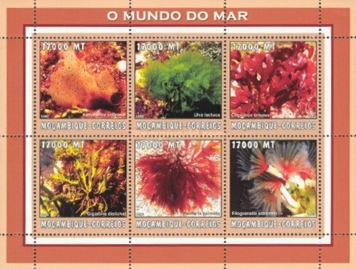 Почтовые марки Мозамбик 2002г. "Морская жизнь - морские водоросли" Флора MNH