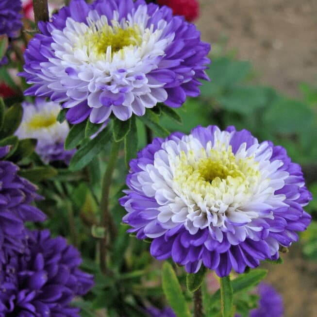 Астра помпонная Превосходный Ракли (0,3 гр.), Агрофирма Поиск, Россия