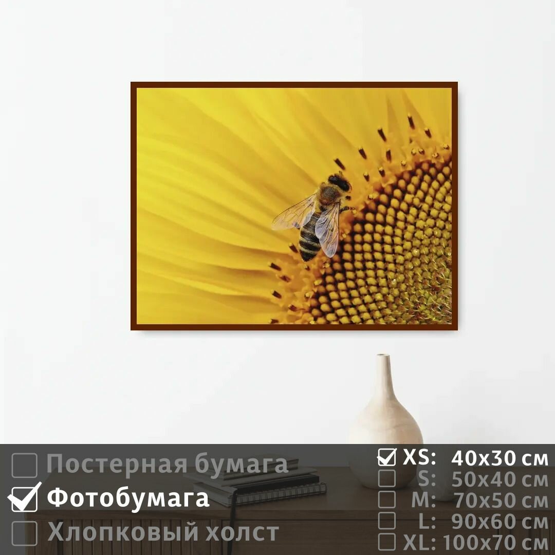 Постер на фотобумаге Пчела В Подсолнухе 40х30 см ПолиЦентр