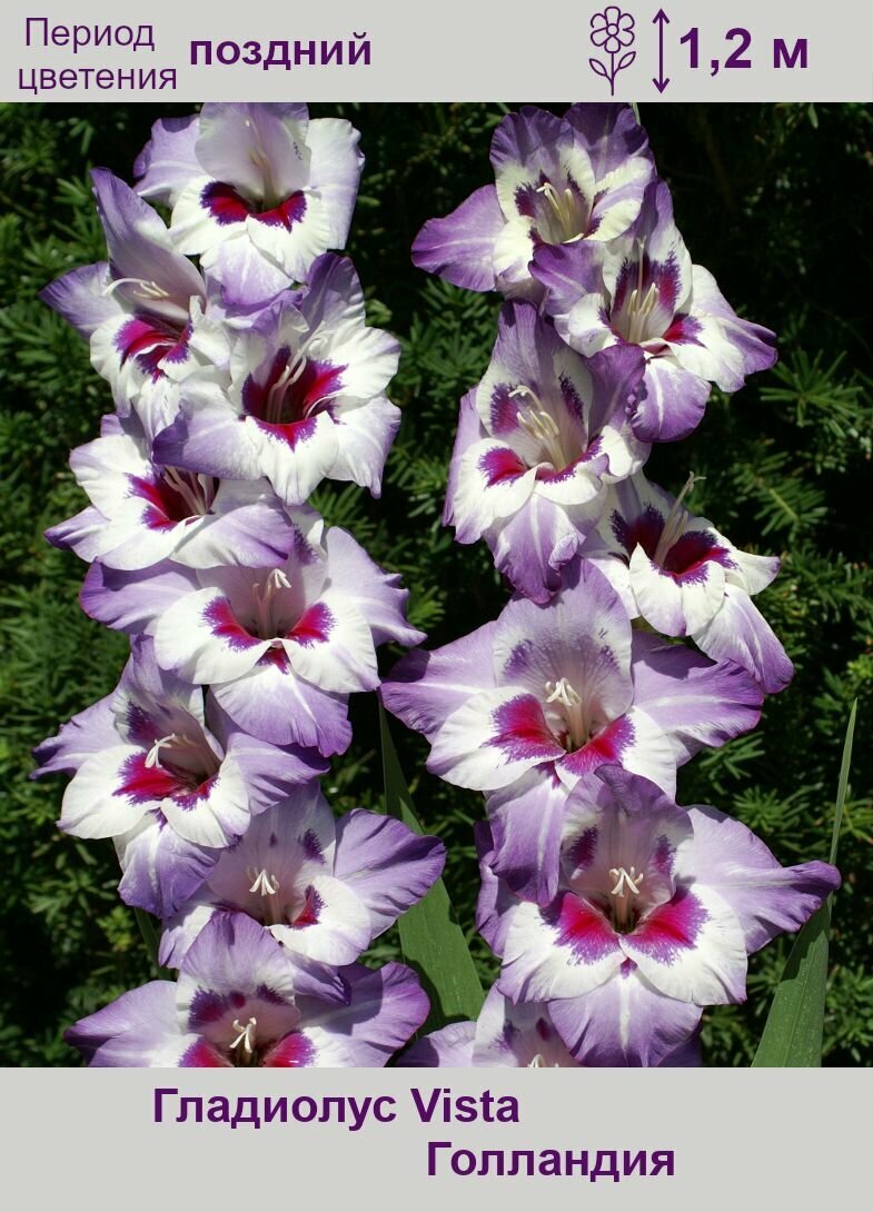 Гладиолус Виста (Vista) луковицы 3 шт сотка