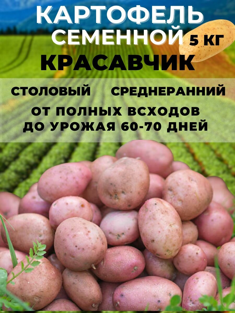 Картофель семенной