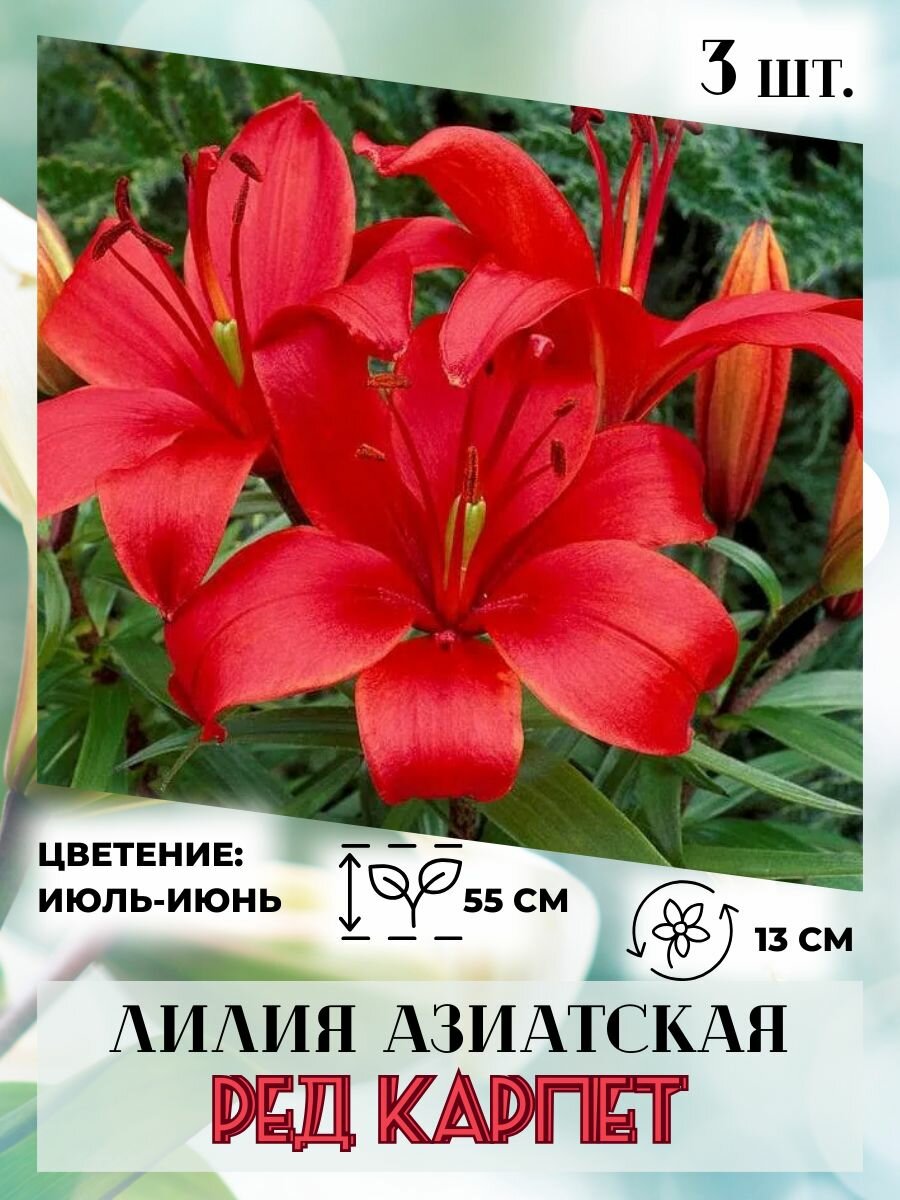 Лилия азиатская, луковицы 3 шт, многолетние цветы