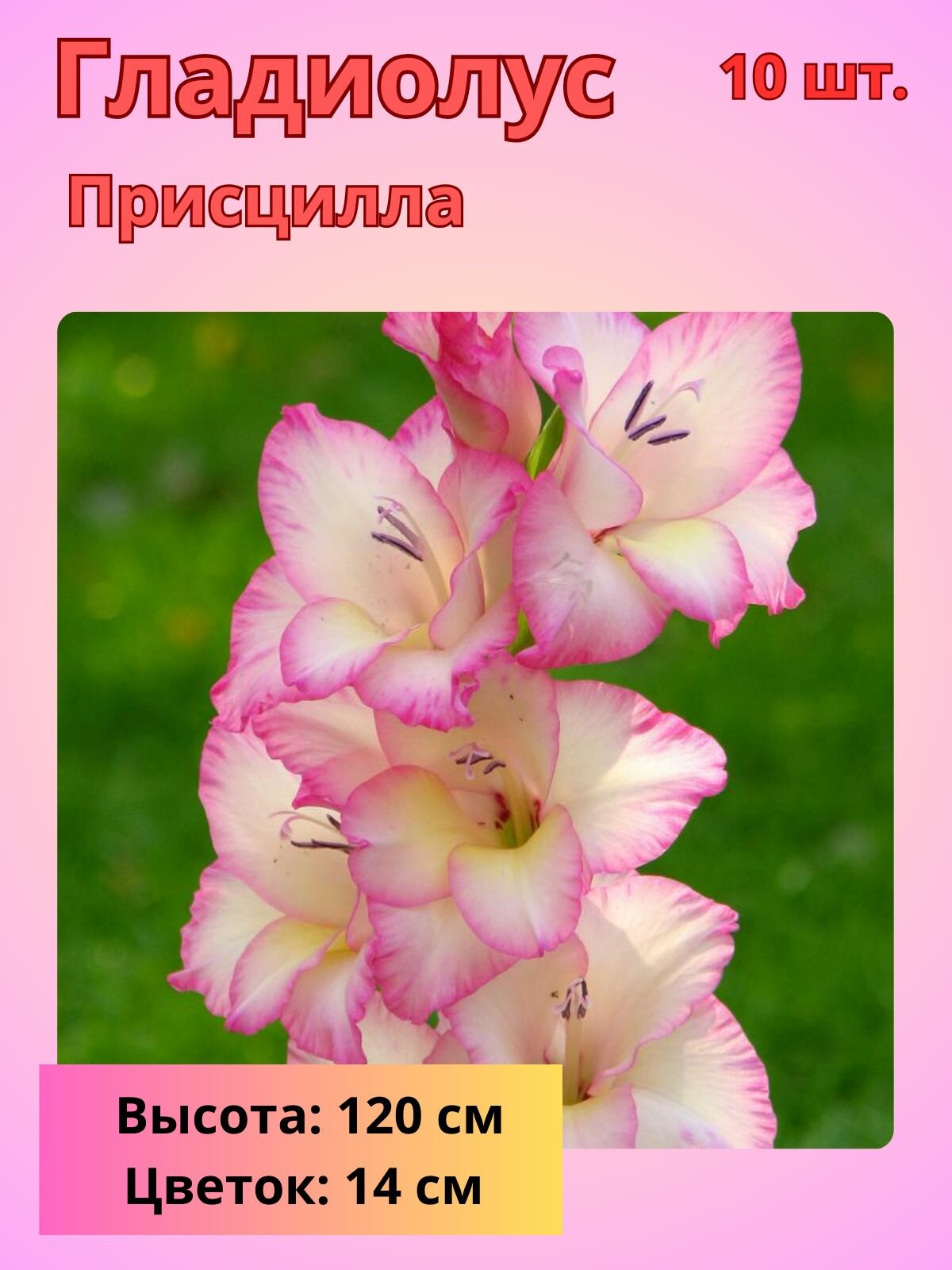Гладиолус крупноцветковый, луковицы Гладиолуса 10 шт