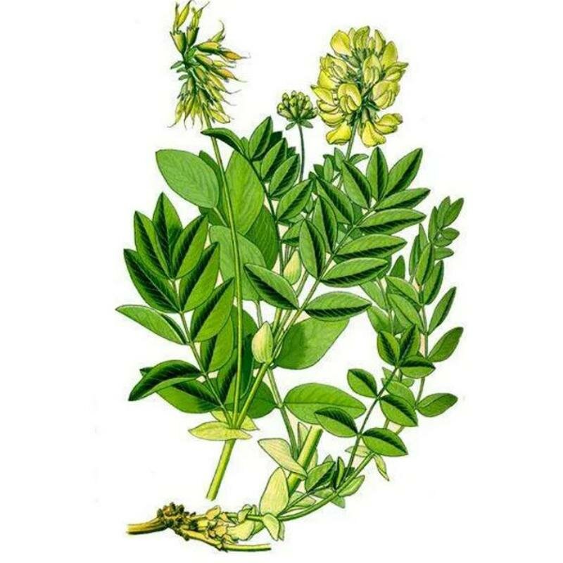 Астрагал перепончатый, трава, пакет, беловодье, 25 г