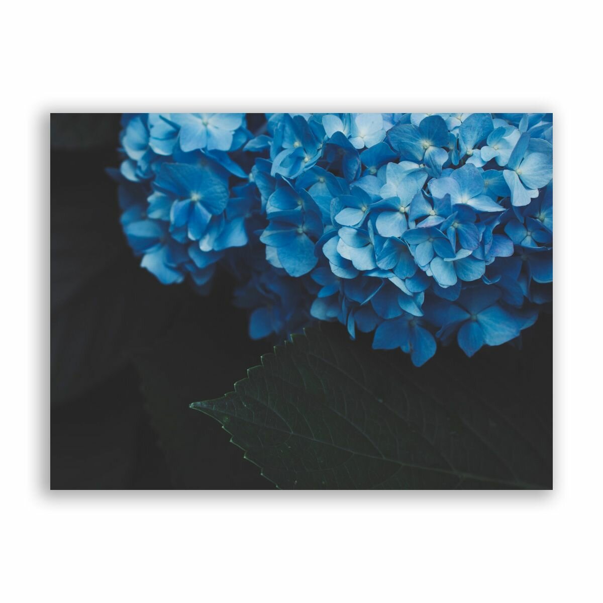 Постер цветы на бумаге / Гортензия / Размер 30 x 40 см