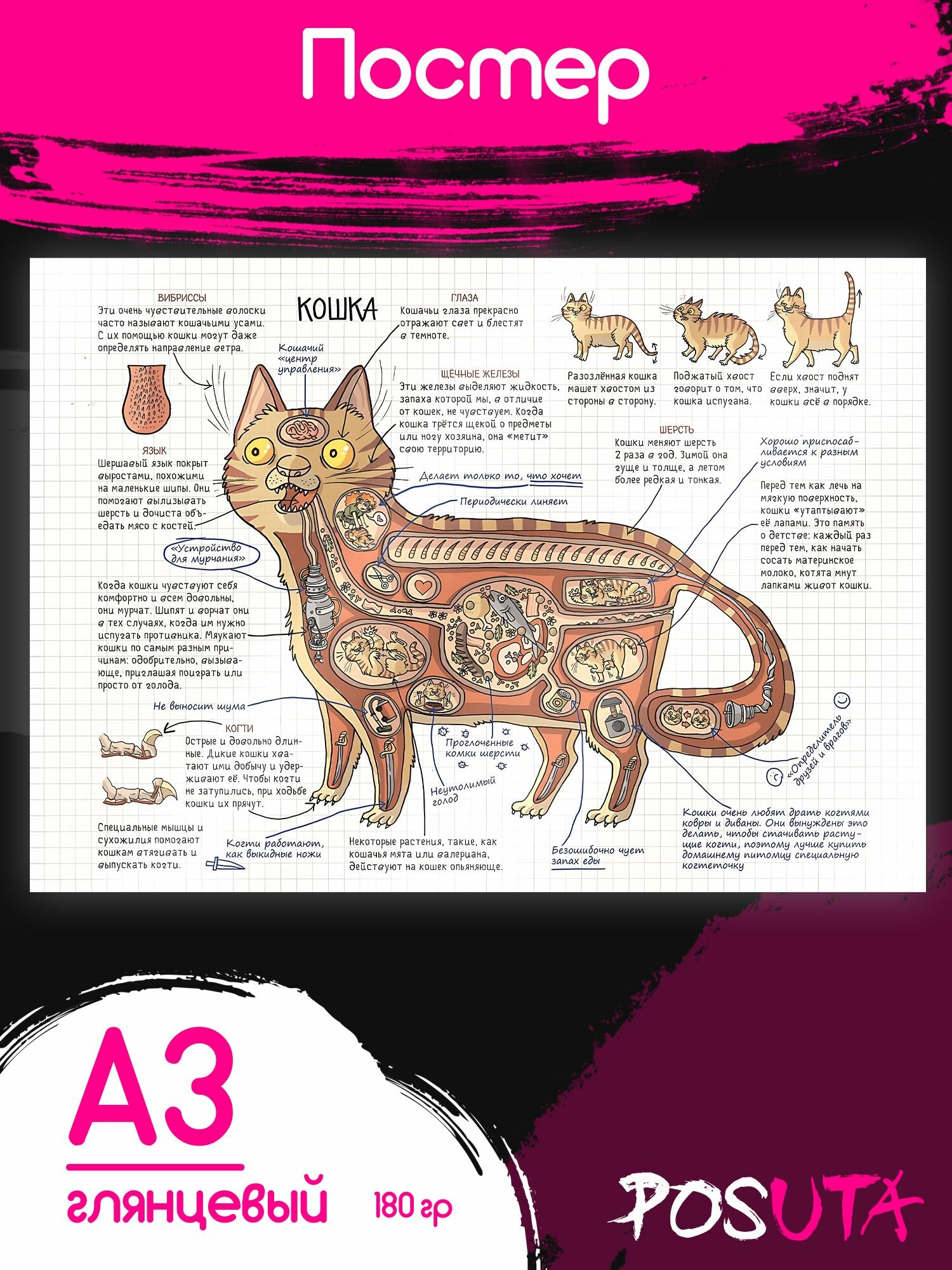 Постеры на стену анатомия кошки