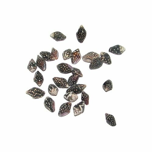 Натуральная морская ракушка Насса черная - 300 грамм