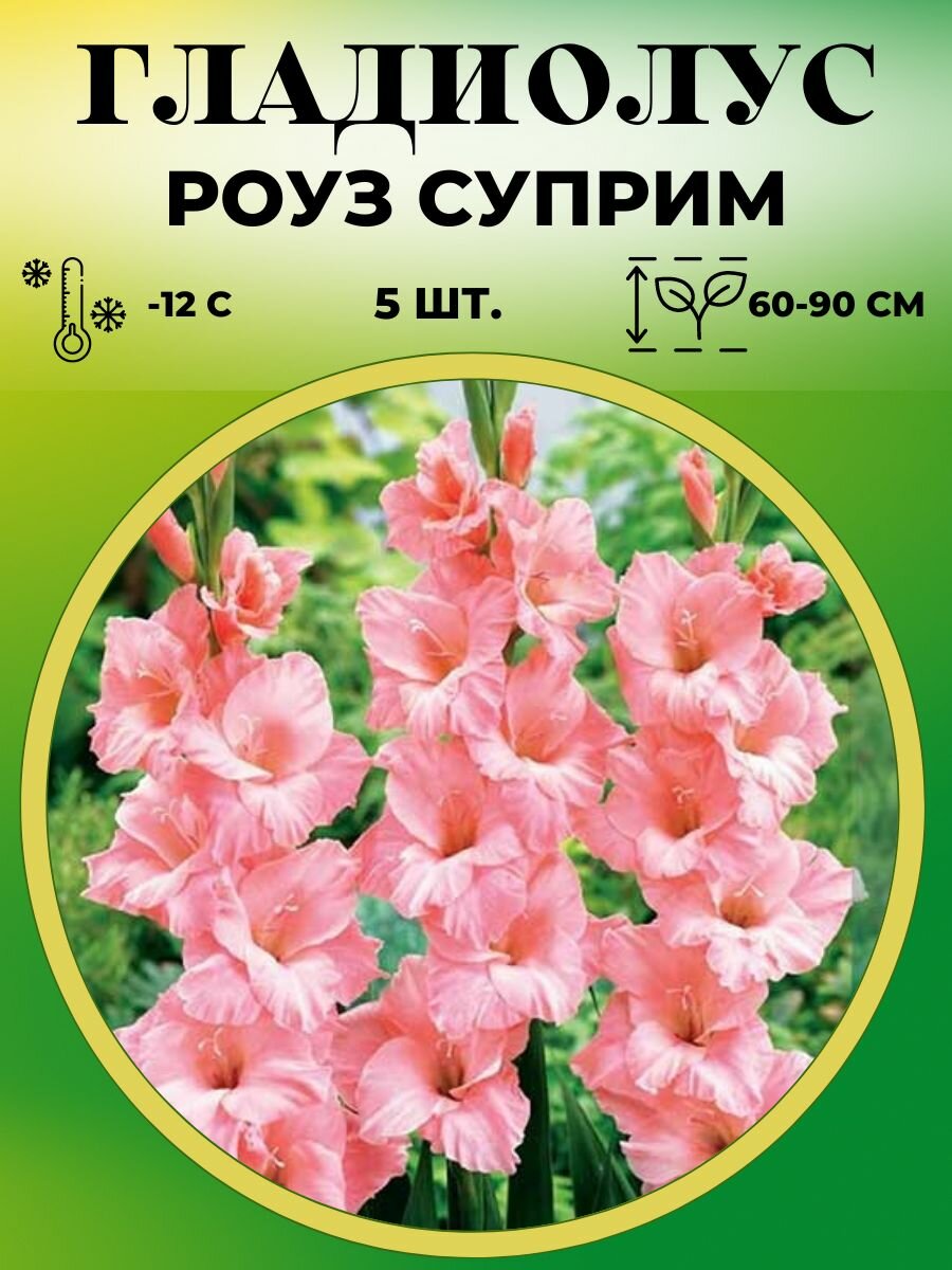Гладиолус крупноцветковый Роуз суприм 5штук