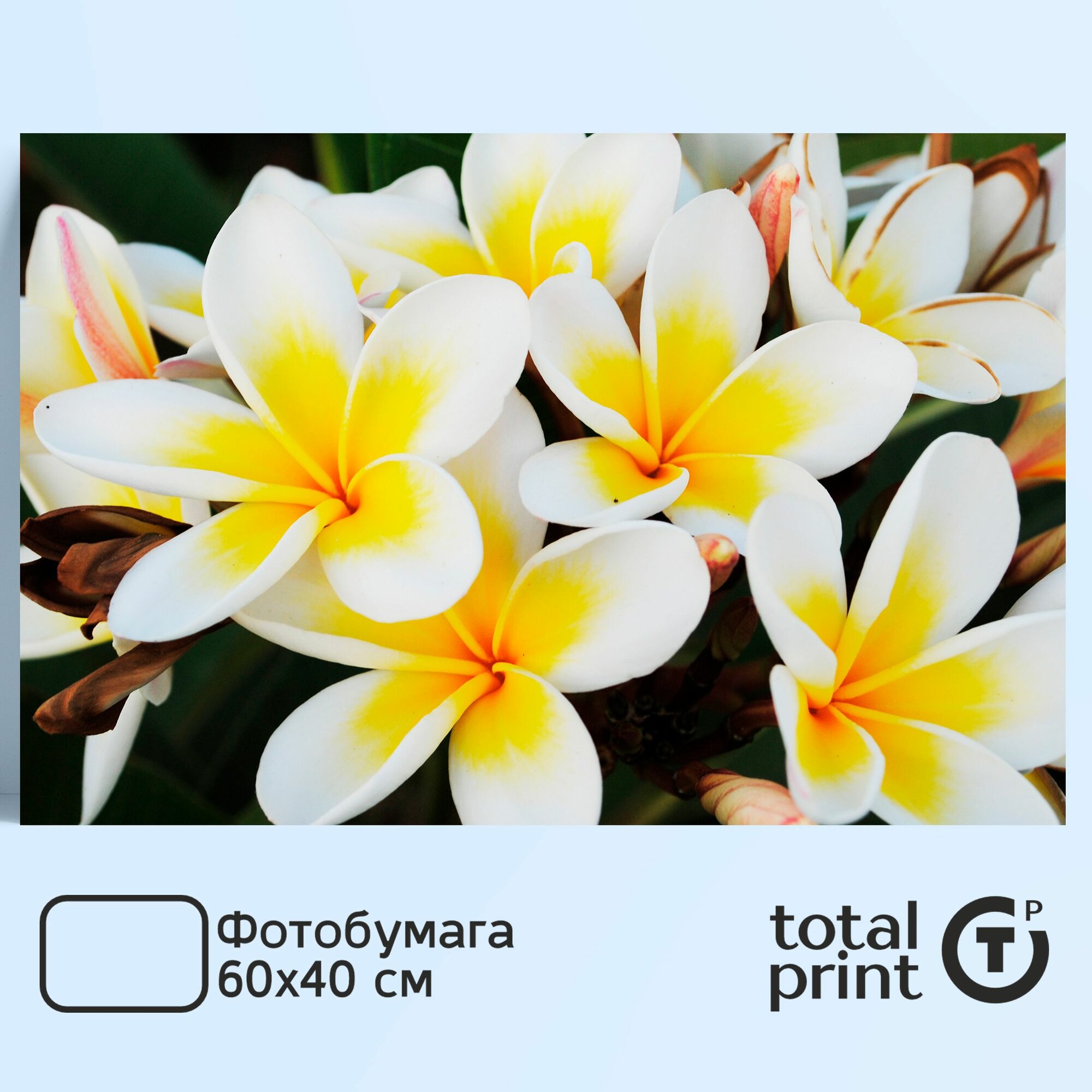TotalPrint Постер для интерьера, Цветы, букет, композиция, 60х40см.