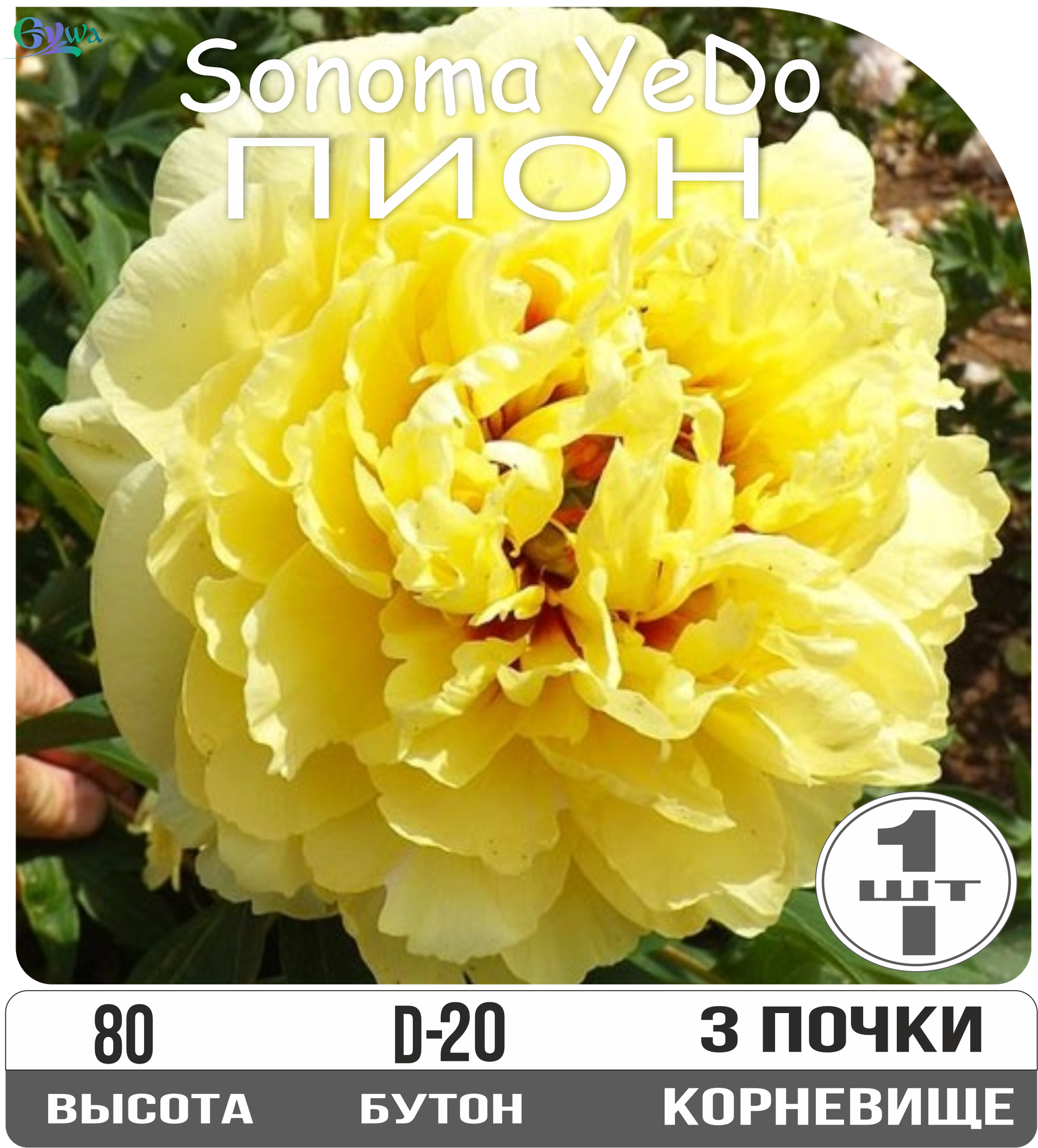 Пион Корневище, Сонома Йедо 3 почки, многолетник, высота 85см, ярко-желтый