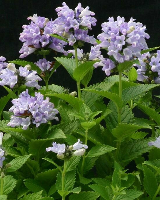 Семена растения котовник голубая пантера