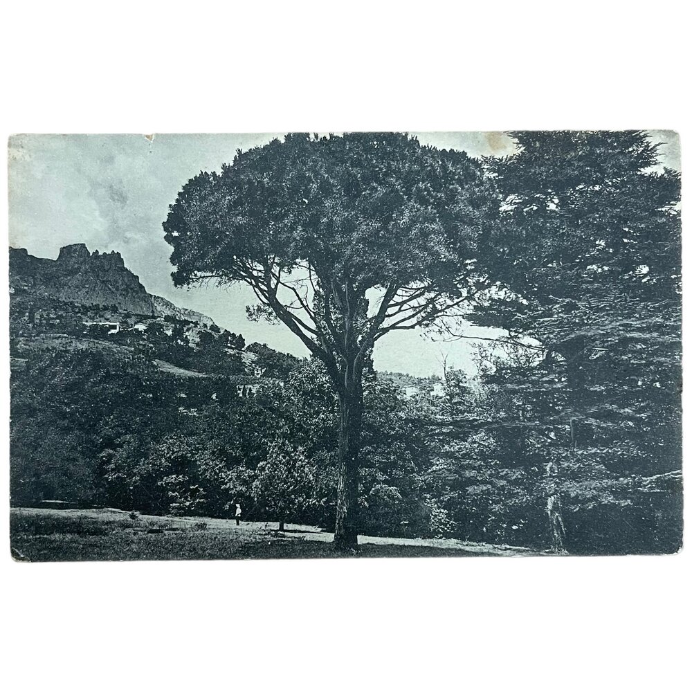 Почтовая открытка "Алупка. Верхний парк. Крымская сосна и Ливансккий парк" 1900-1917 гг.