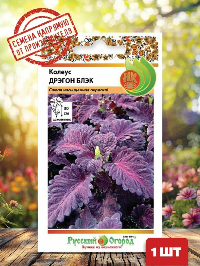 Колеус Дрэгон Блэк