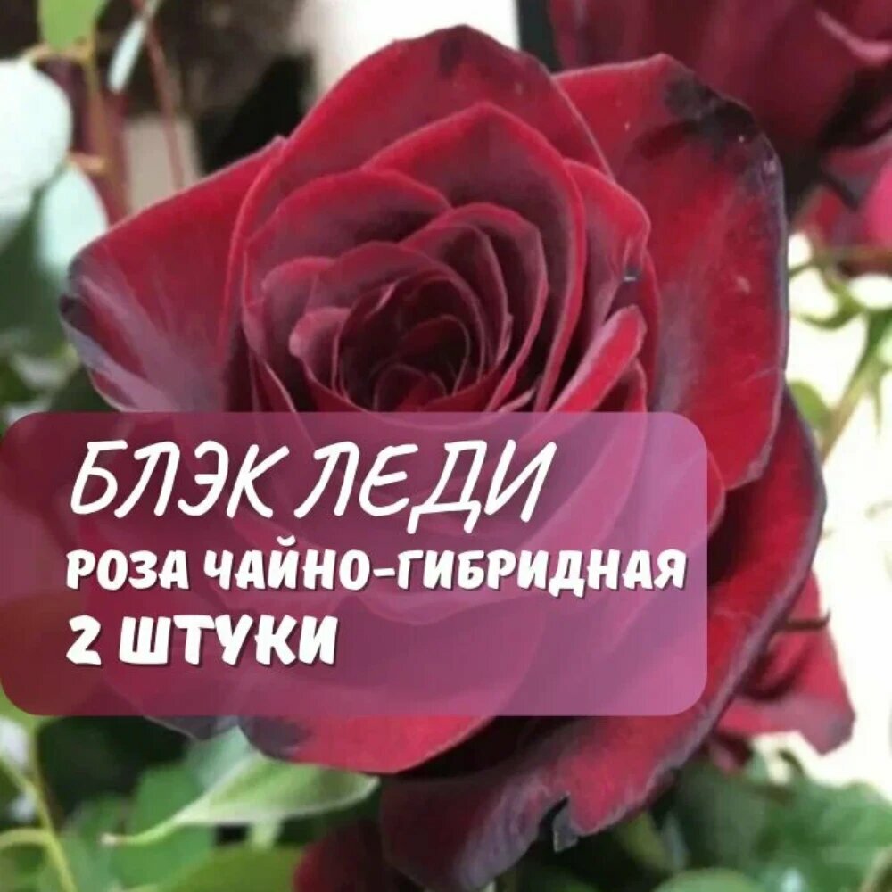 Роза чайно-гибридная Блэк Леди (Black Lady) / 2 шт, ароматный сорт