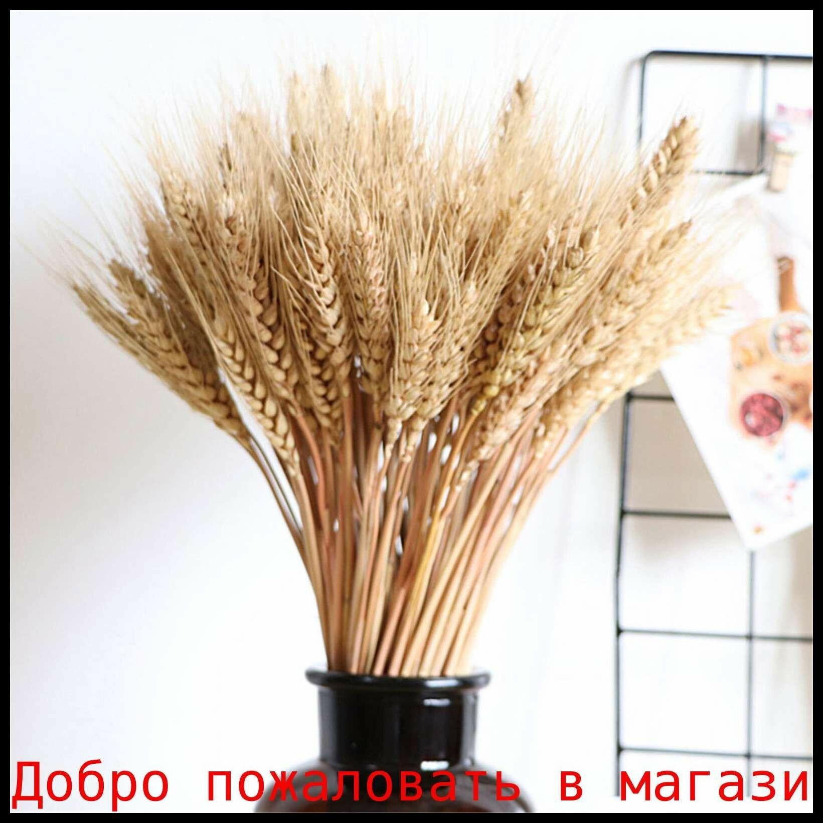 Колосья пшеницы Сухоцветы, 45 см,