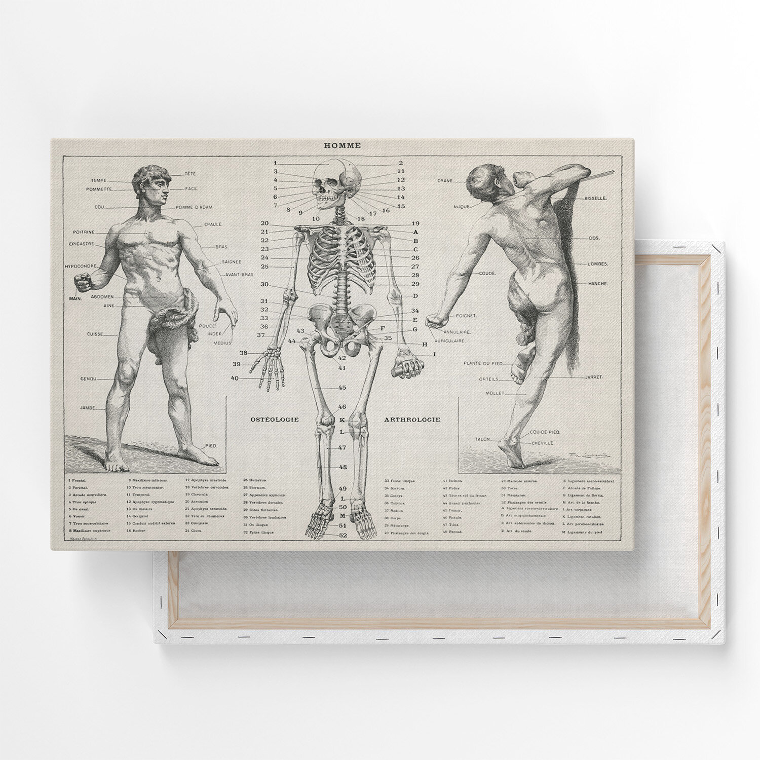 Картина на холсте, репродукция / Скелет человека / Размер 30 x 40 см