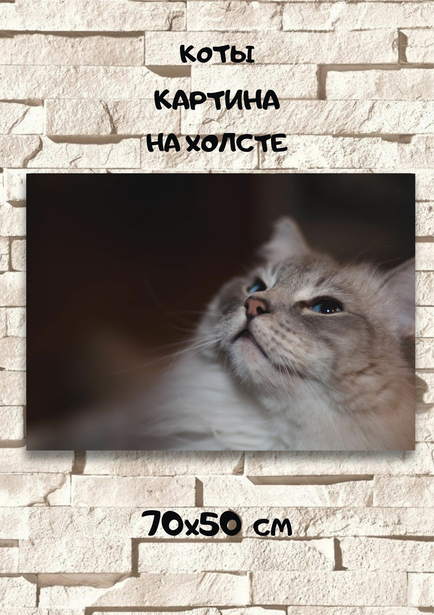 Картина "Коты животные котята" фотокартина на холсте для интерьера