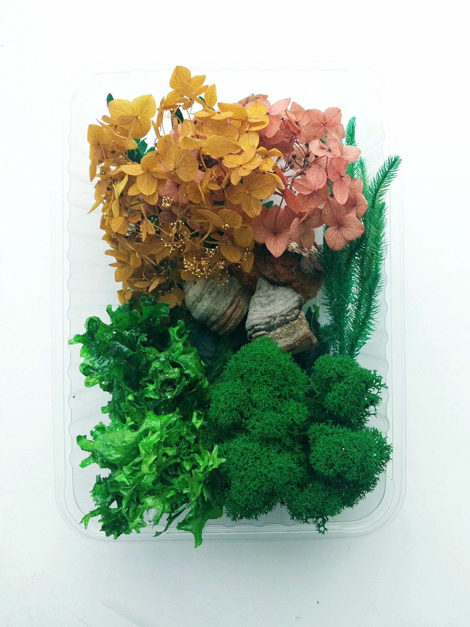 Набор для творчества из стабилизированных растений и лишайников, 70 гр