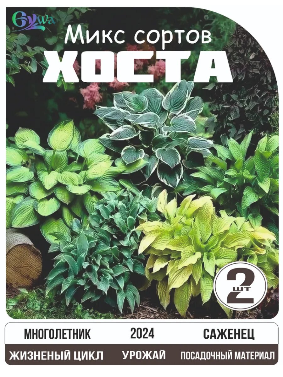 Хоста, корневище, Микс разных сортов, морозостойкие, многолетник, 2шт