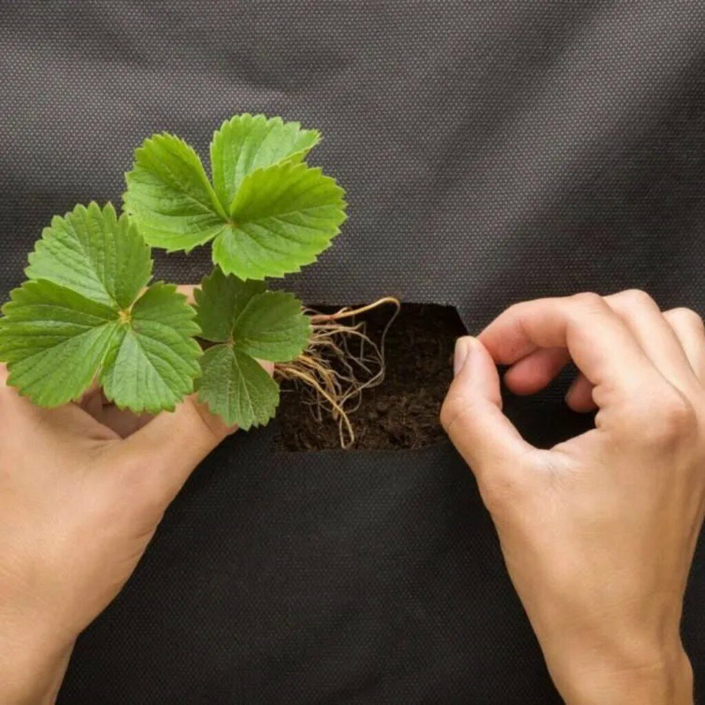 Спанбонд укрывной Агроспан для растений, 60 мкм, №60, 3,2х10 м, черный