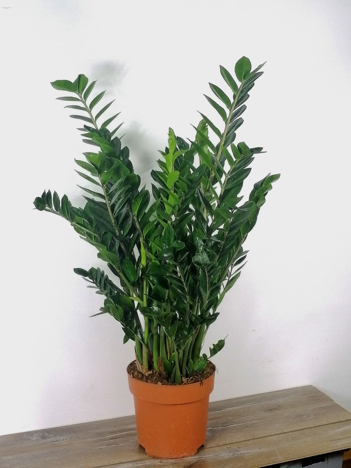 Замиакулькас 31/115