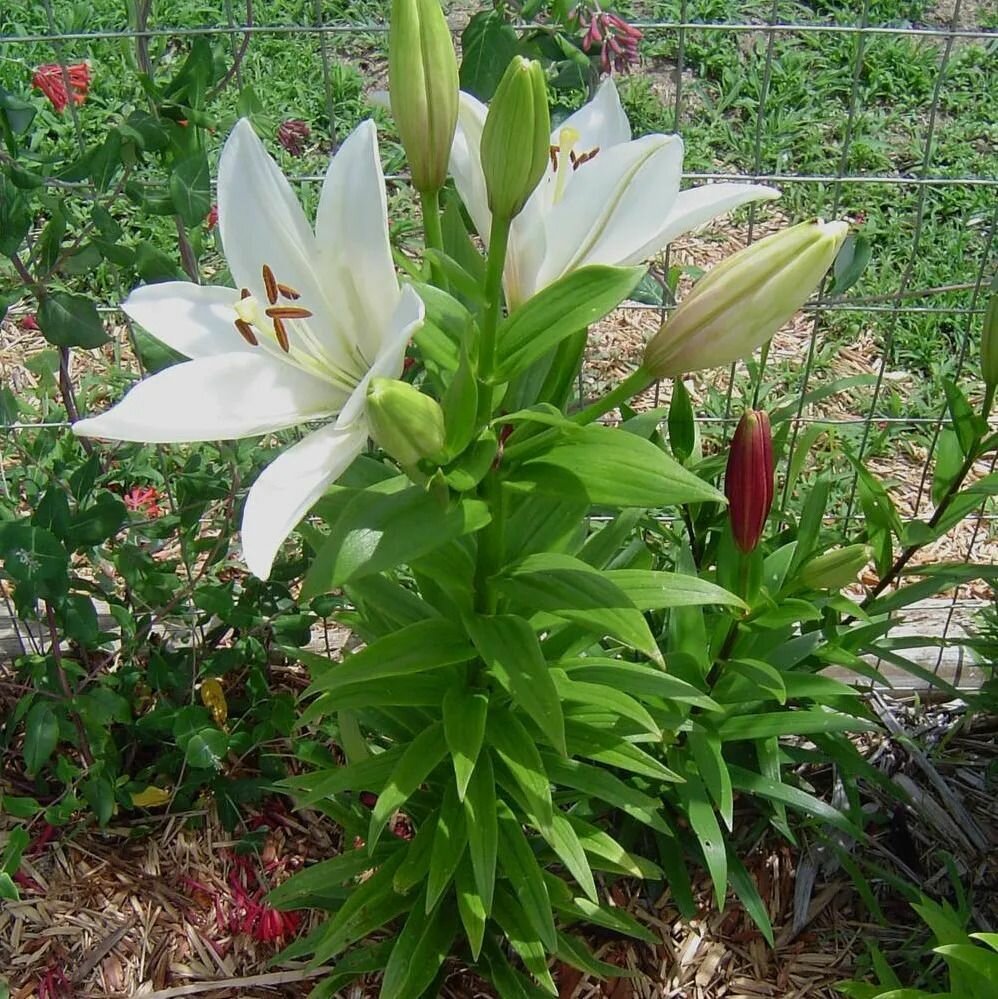 Лилия Брайт Даймонд 1 шт