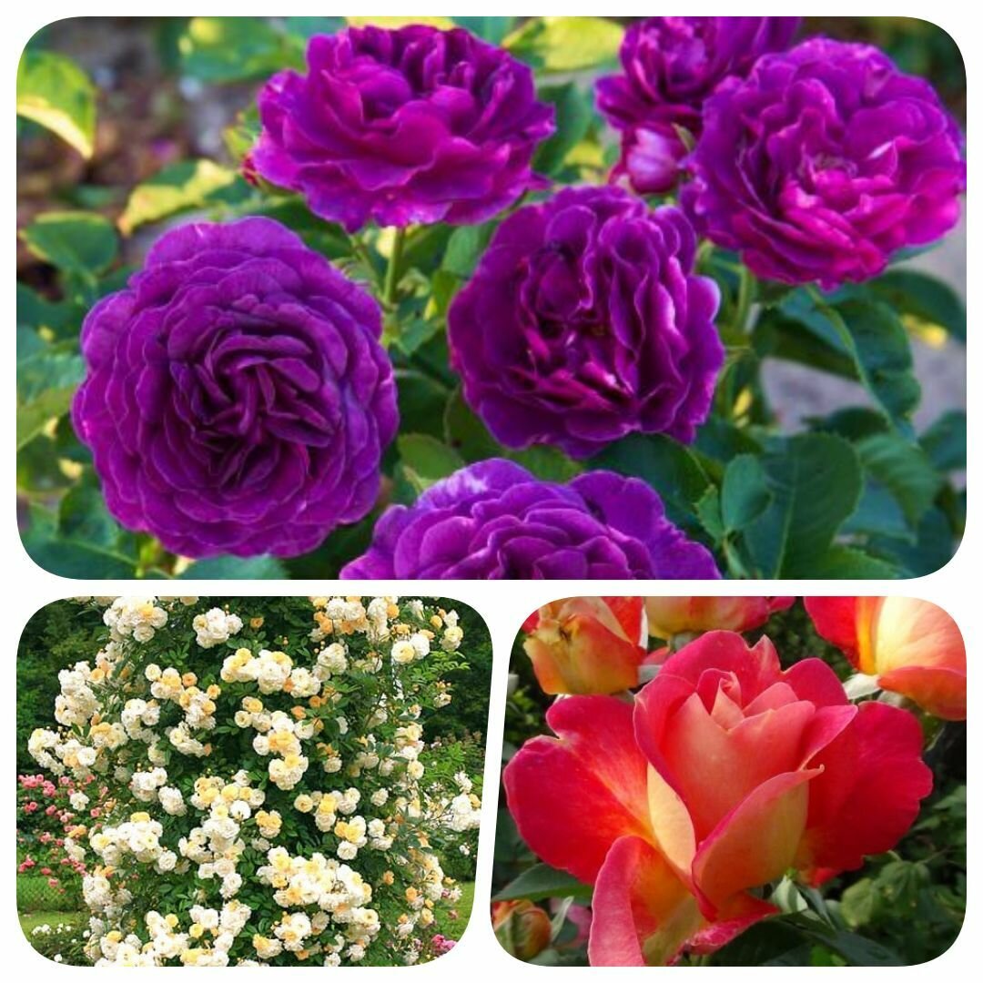 Комплект плетистых роз Гислен 3 шт