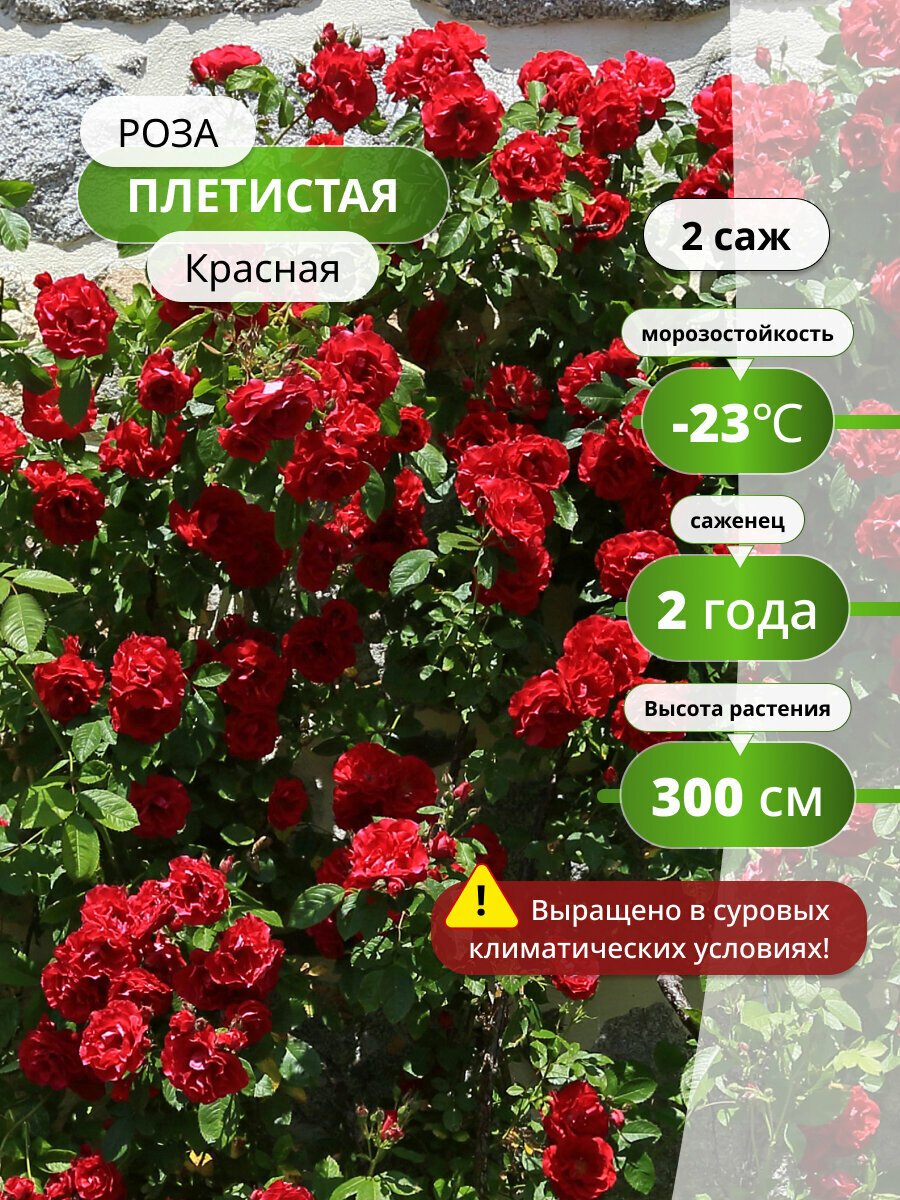 Роза плетистая Красная (Red) / 2 шт, ароматная, для арок, беседок