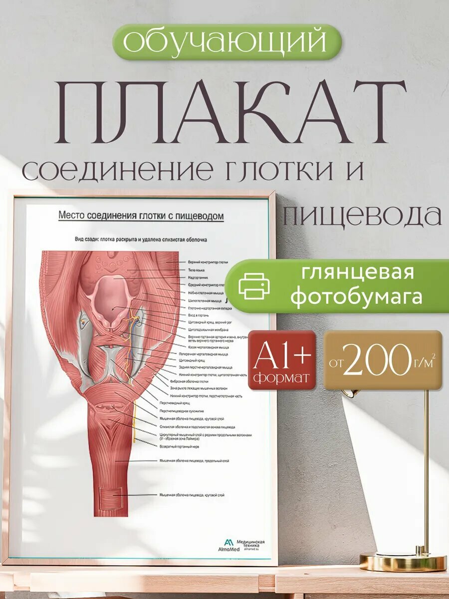 Обучающий плакат "Соединение глотки и пищевода", размер А1+, глянцевая фотобумага от 200г/м2