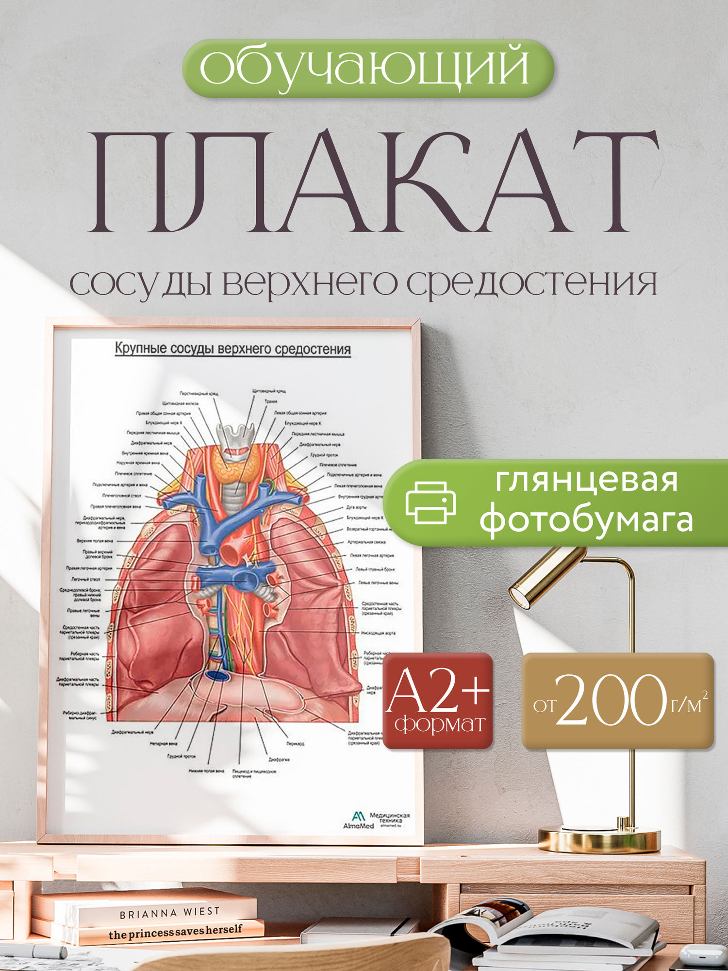 Обучающий плакат "Крупные сосуды средостения", размер А2+, глянцевая фотобумага от 200г/м2