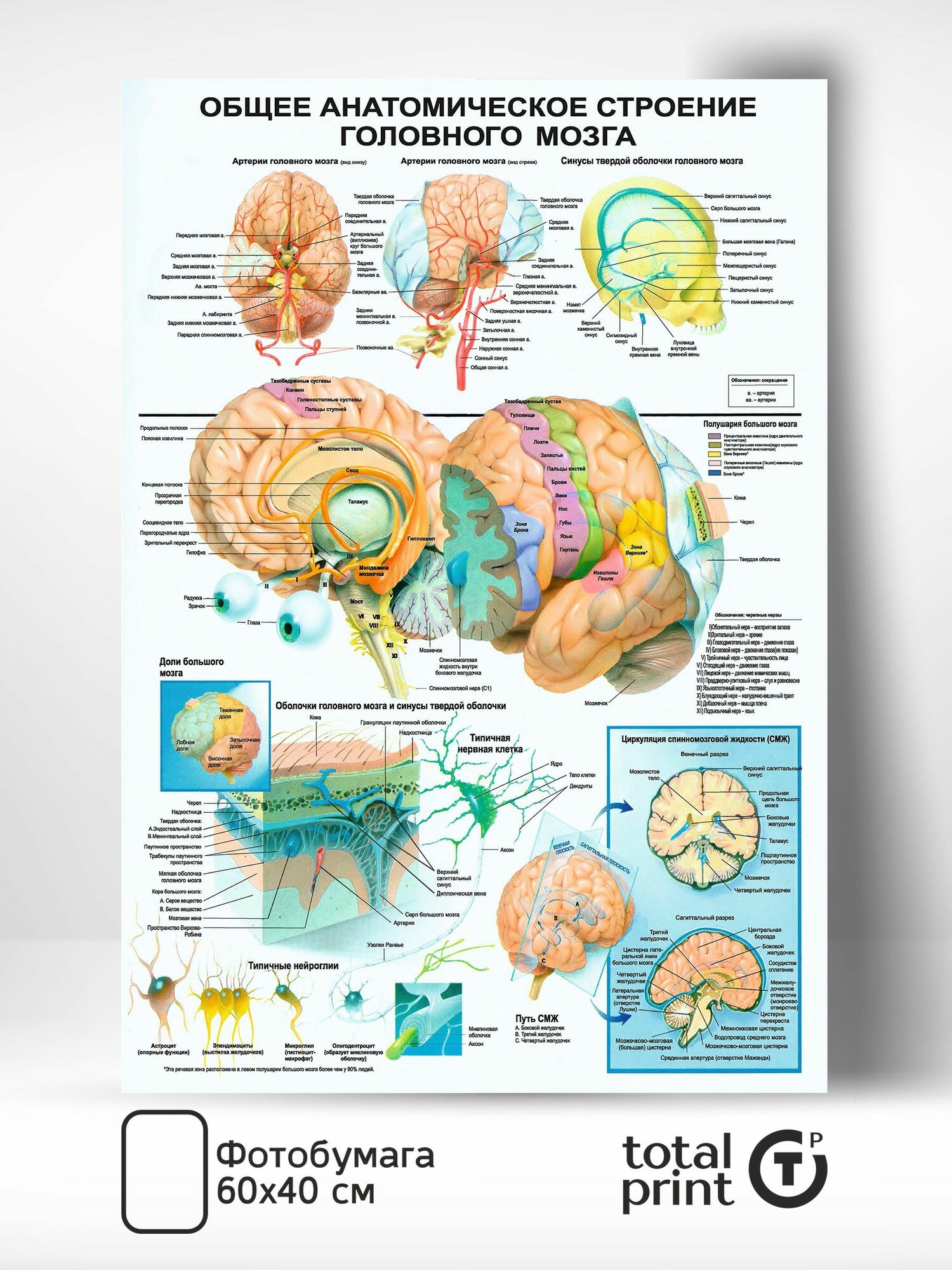 Постер на медицинскую тематику, 60х40см, Общее анатомическое строение головного мозга, TotalPrint