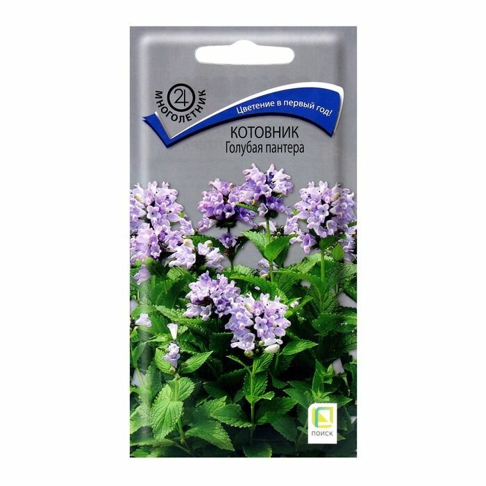 Семена цветов Котовник Голубая пантера, 10шт