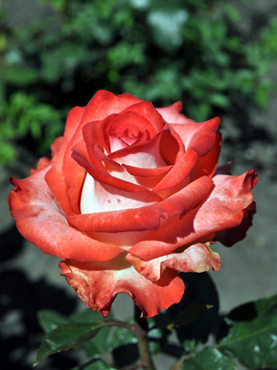 Роза чайно-гибридная "Блаш", 2 саж, многолетняя, белая, светло-розовая