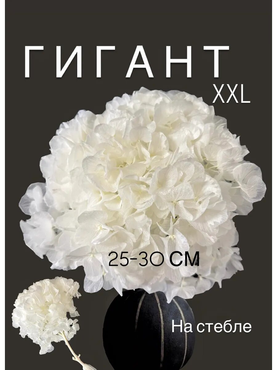 Гортензия стабилизированная сухоцветы для декора растения на стебле