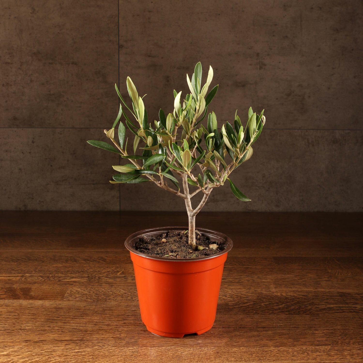 Олива в горшке 30/12