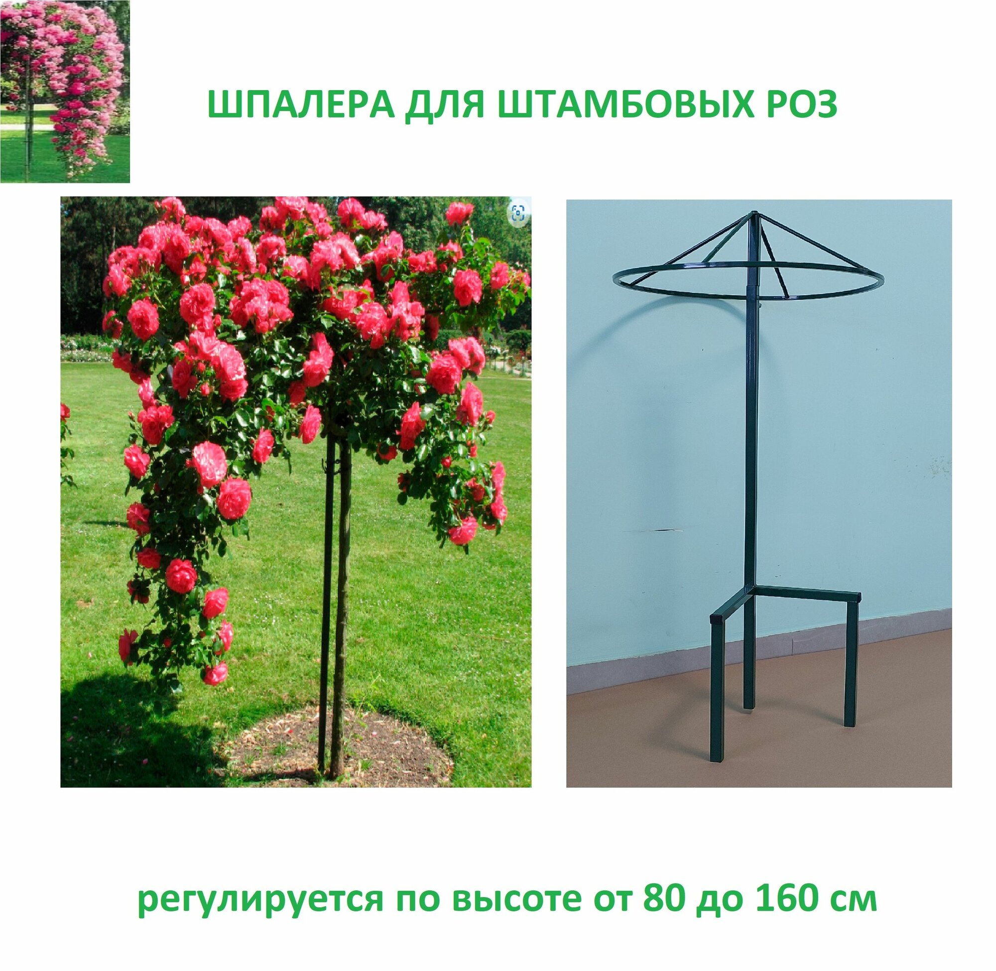 Шпалера для штамбовых роз, опора для декоративных растений на штамбе