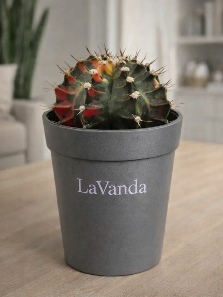 Кактус Гимнокалициум Михановича Вариегатный (Gymnocalycium mihanovichii variegata) Редкий пестрый суккулент