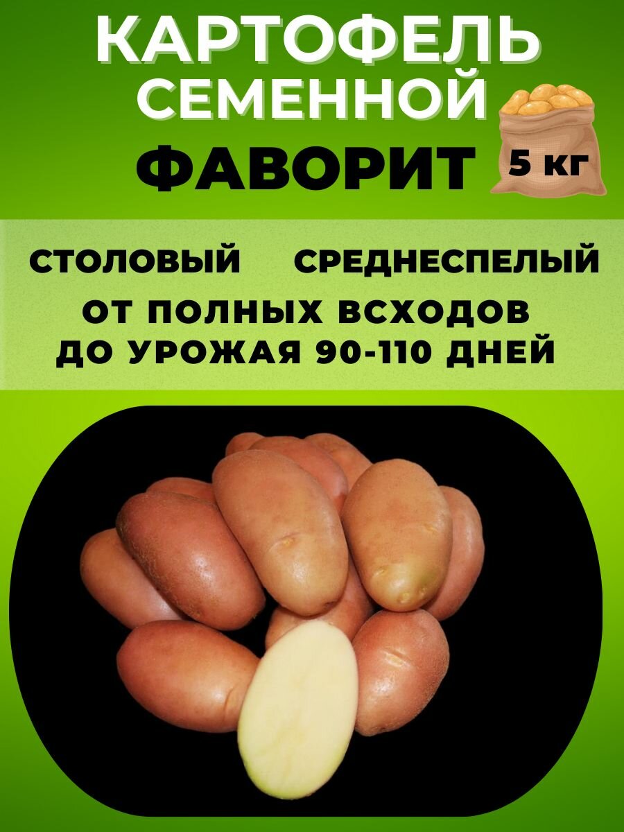 Картофель семенной, клубни на посадку 5кг