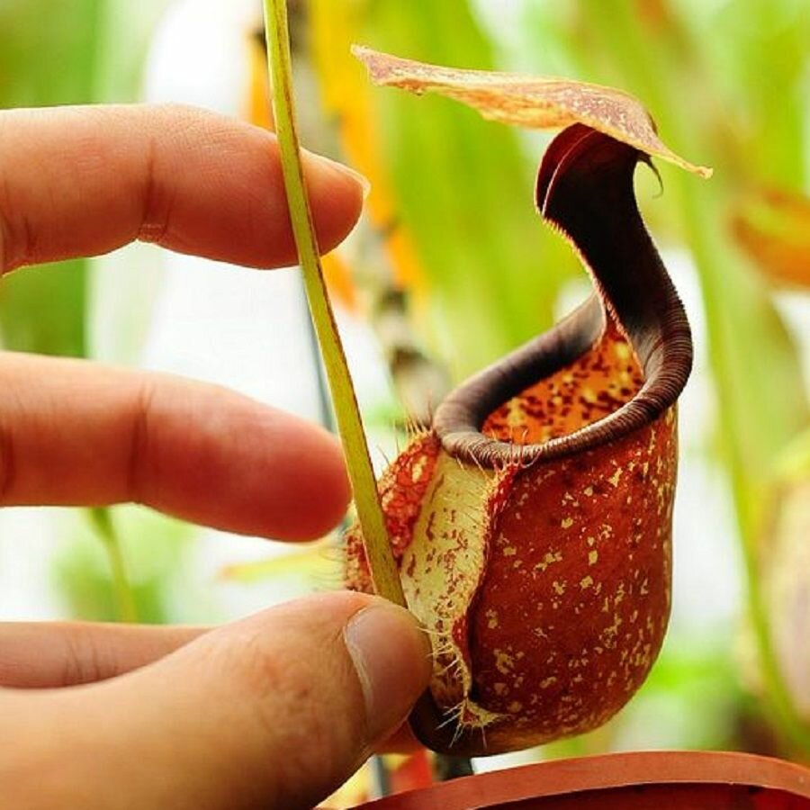 Непентес Раффлеза, Nepenthes Rafflesiana, насекомоядное растение, семена
