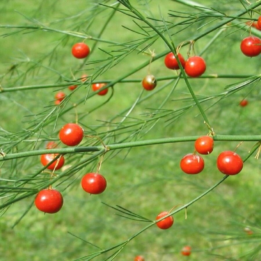 Семена Deodar SEEDS COMPANY Спаржа лекарственная 10 шт.