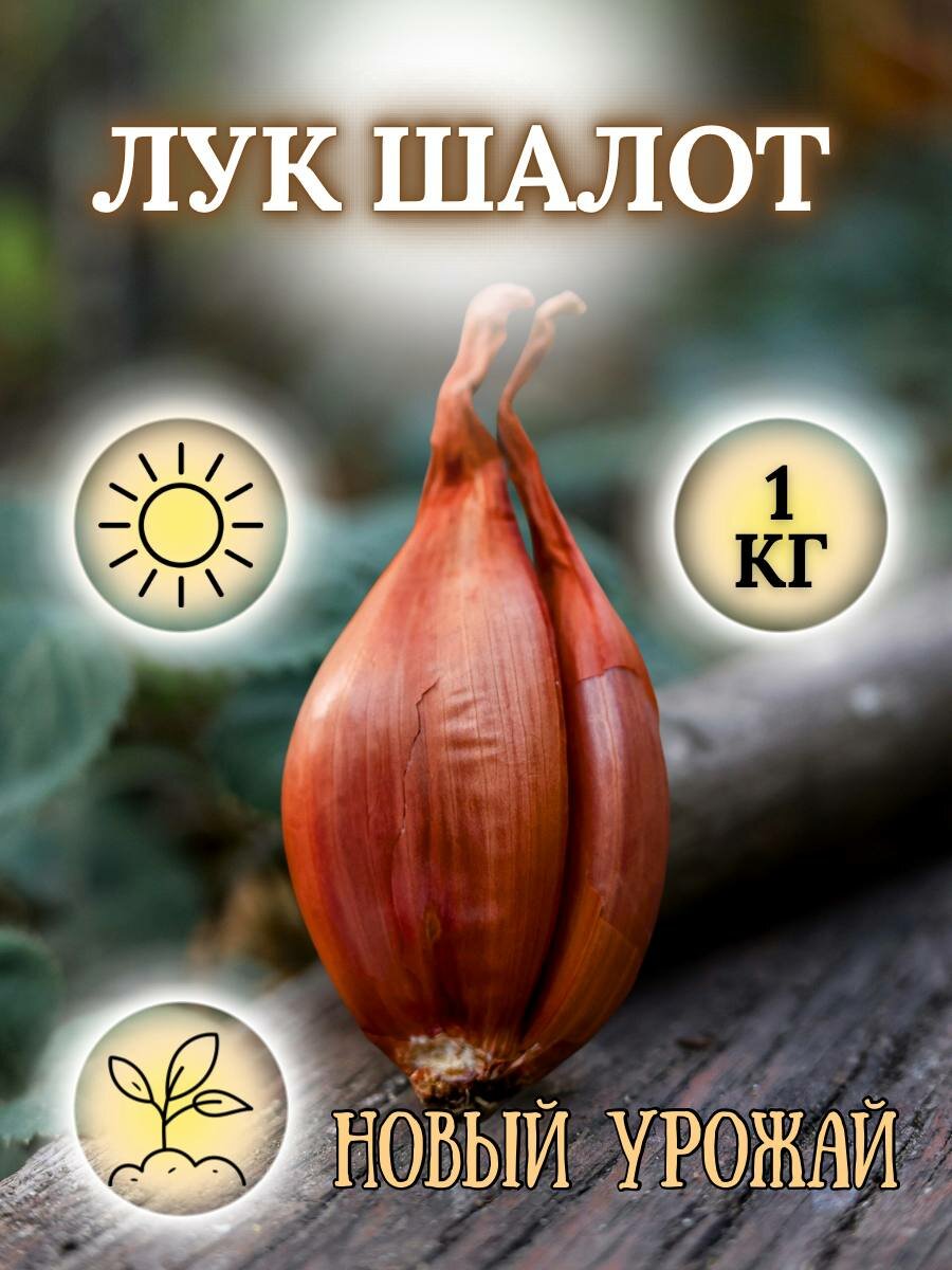 Лук шалот севок для посадки, семейный лук для сочной зелени и нежных луковиц, аристократ среди луков, 1кг