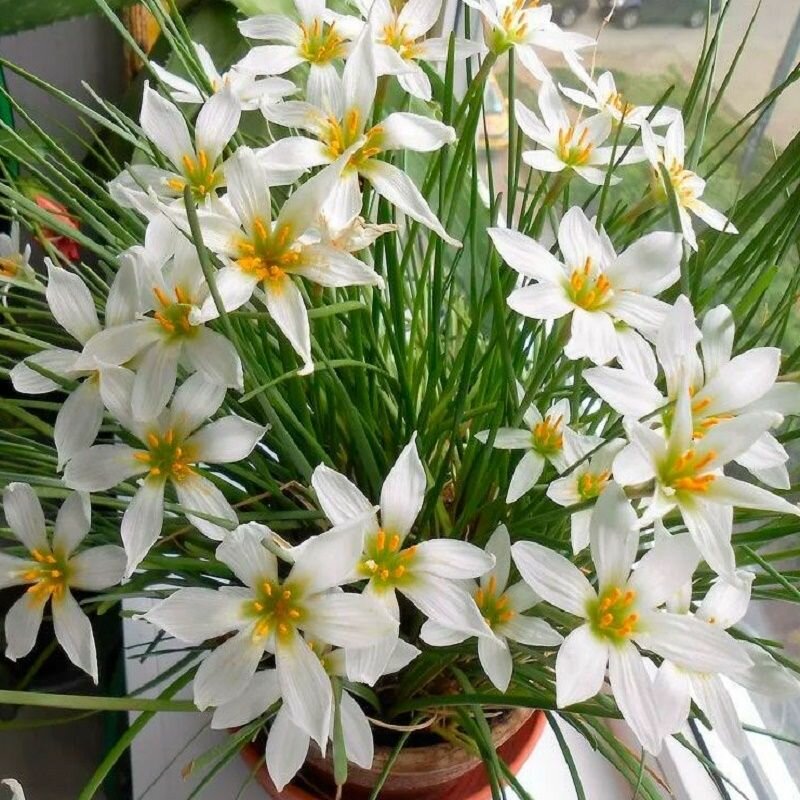Зефирантес Кандида, Zephyranthes Candida, белый, семена